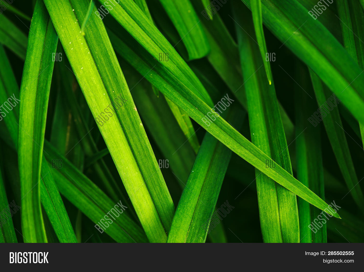 Natural Vivid Shiny Image & Photo (Free Trial) | Bigstock