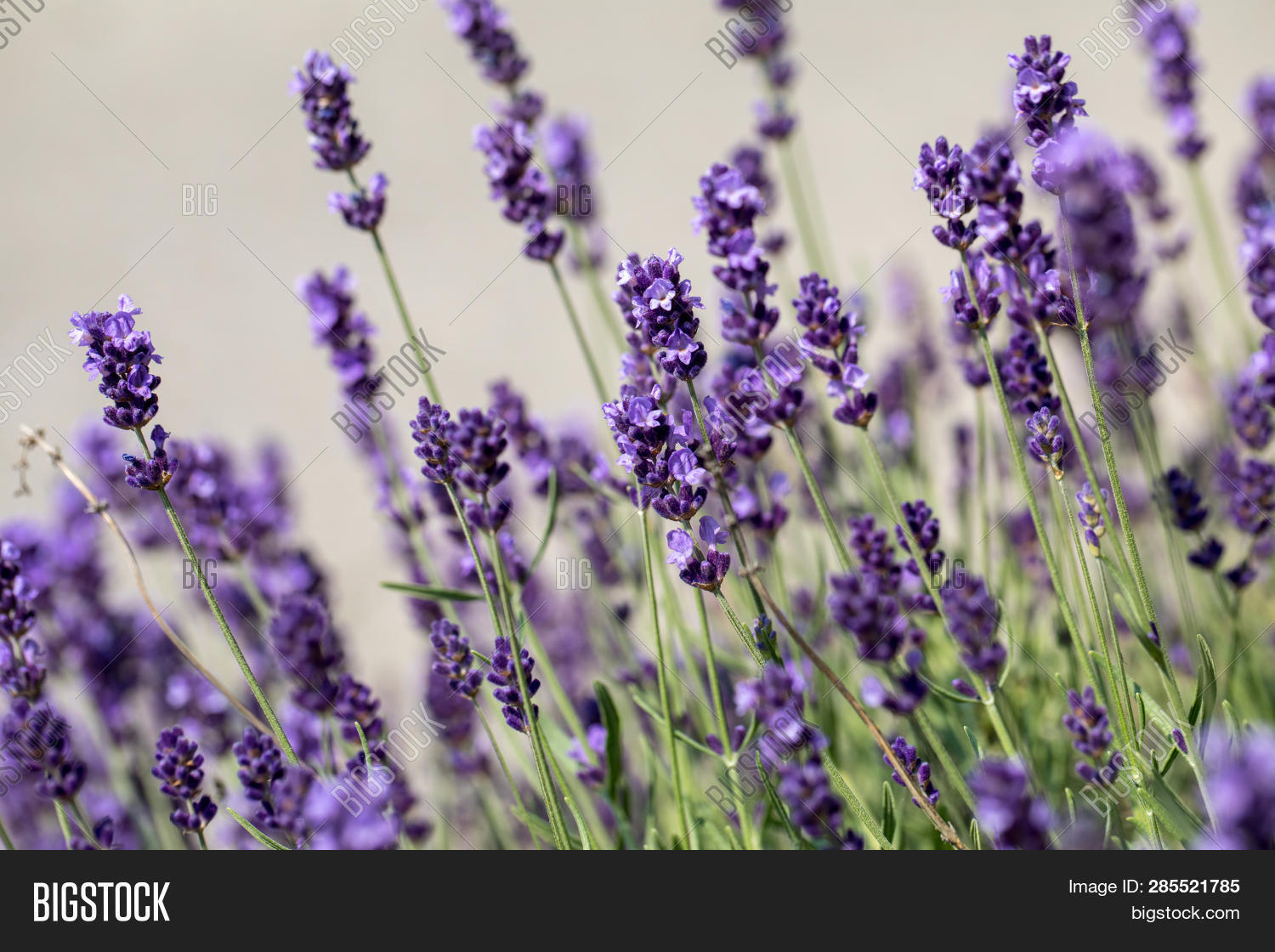 Blooming Lavender Image & Photo (Free Trial) | Bigstock