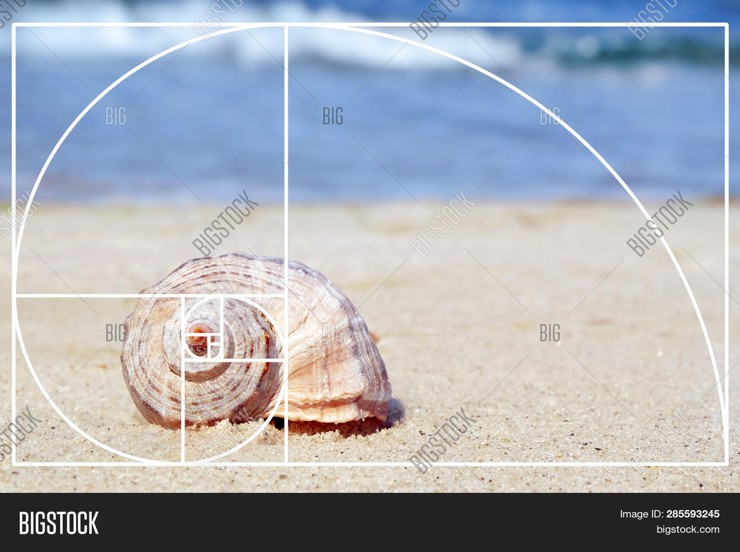 Fibonacci Spiral Image & Photo (Free Trial) | Bigstock