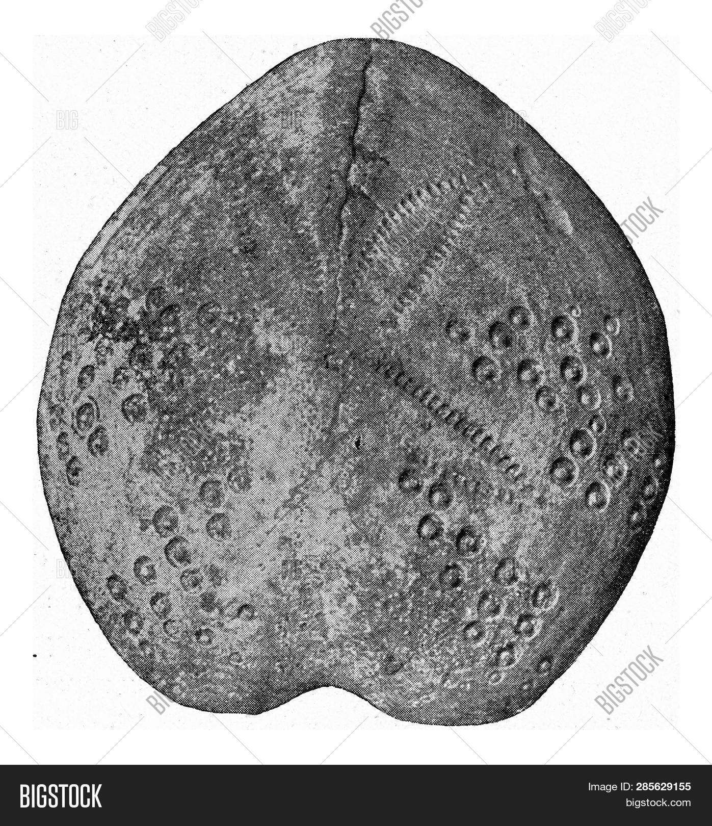 Spatangus, Fossil Sea Image & Photo (Free Trial) | Bigstock