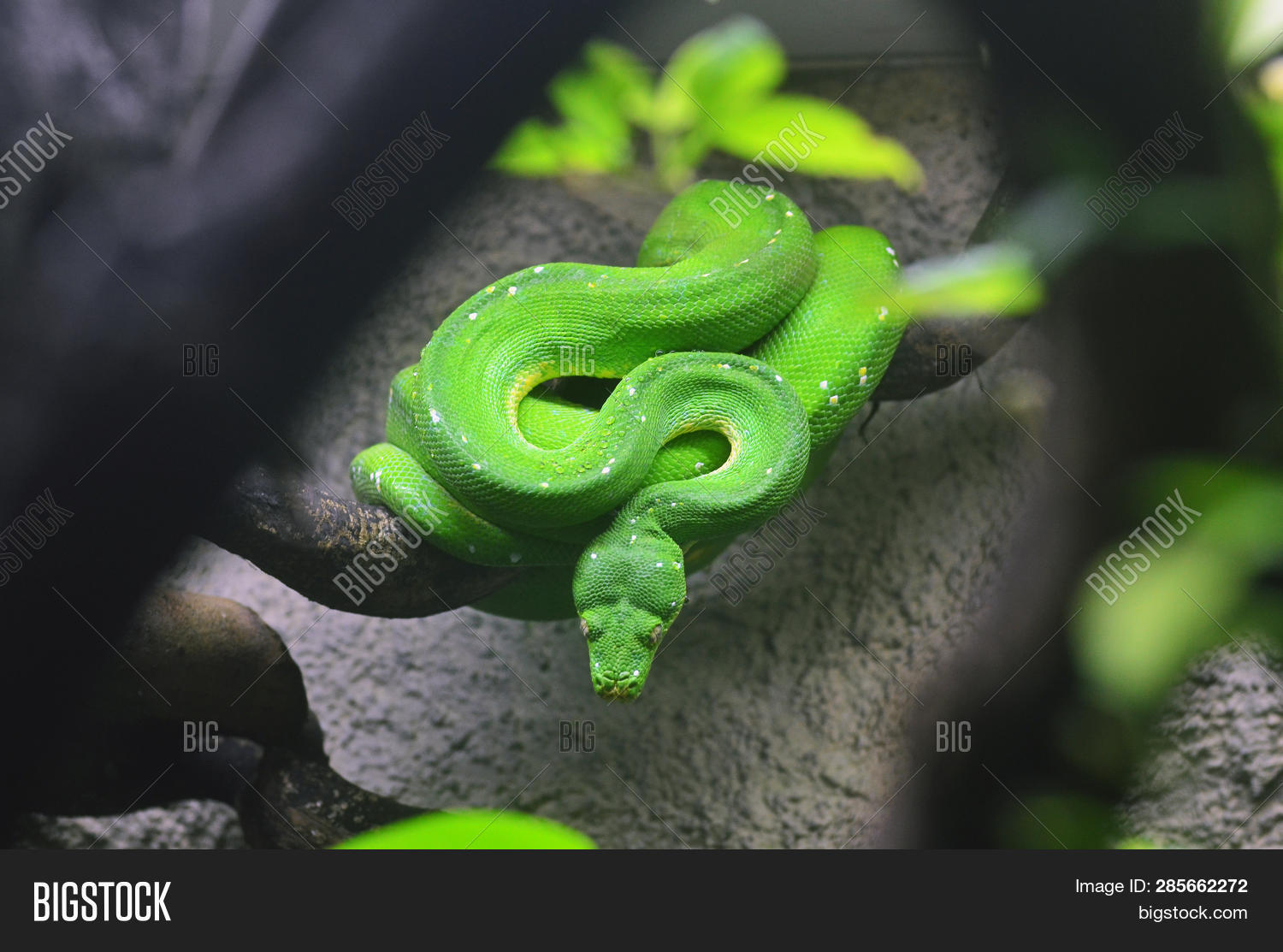Green Python His Image & Photo (Free Trial) | Bigstock