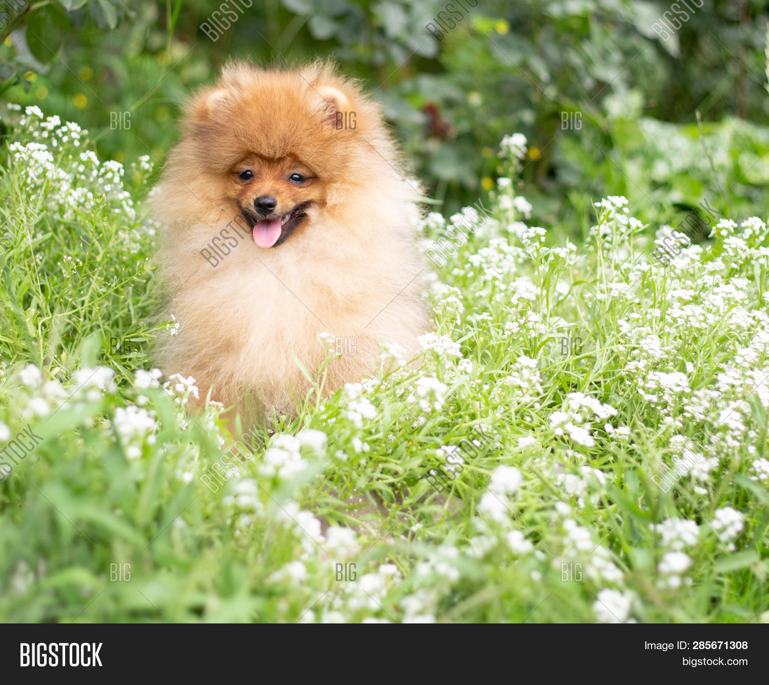 Beautiful Orange Dog Image & Photo (Free Trial) | Bigstock