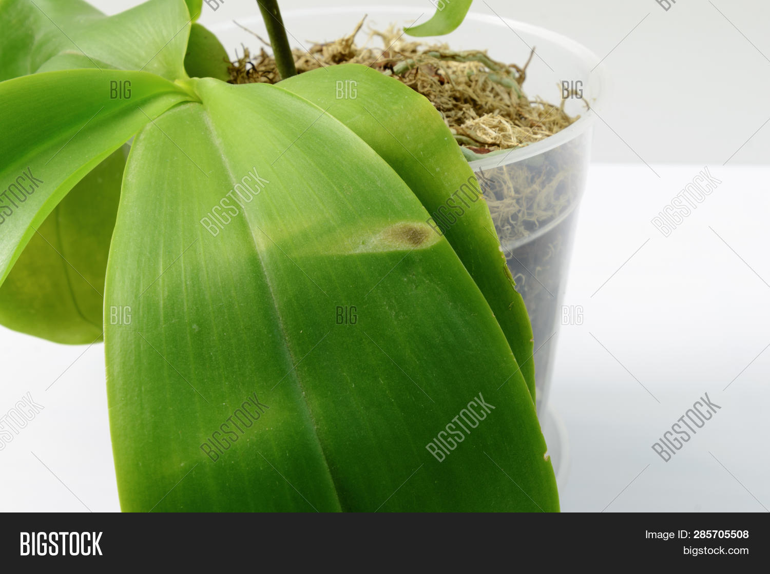 Disease On Leaf Orchid Image & Photo (Free Trial) | Bigstock