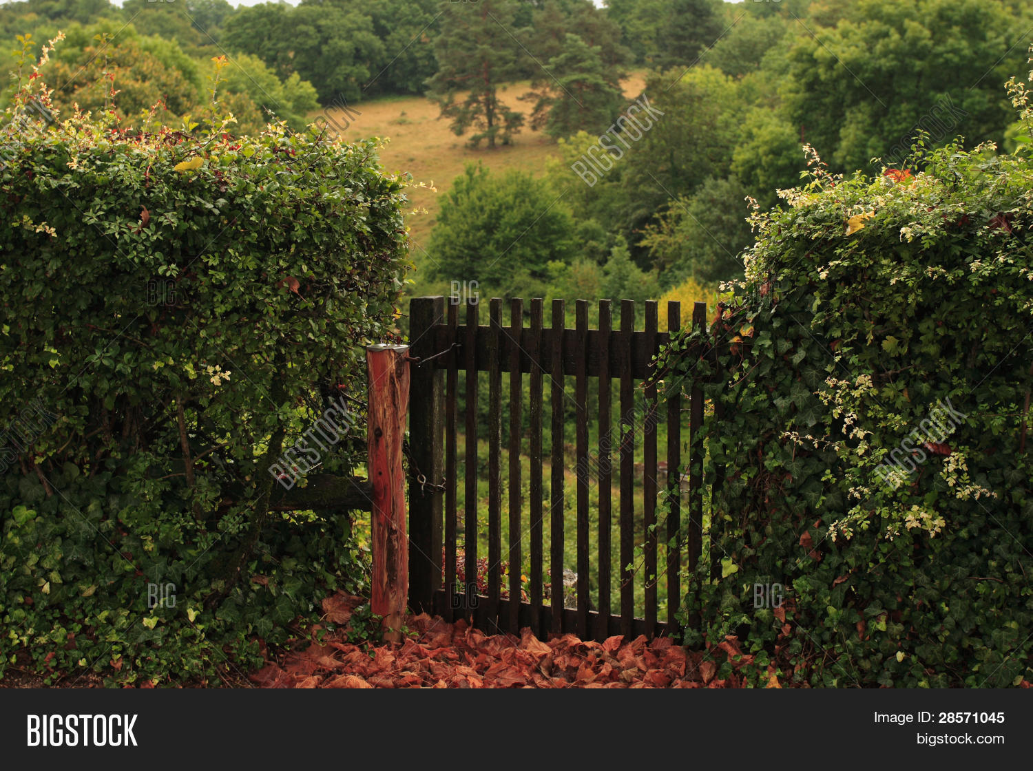 Gate Hedge, Burgundy, Image & Photo (Free Trial) | Bigstock