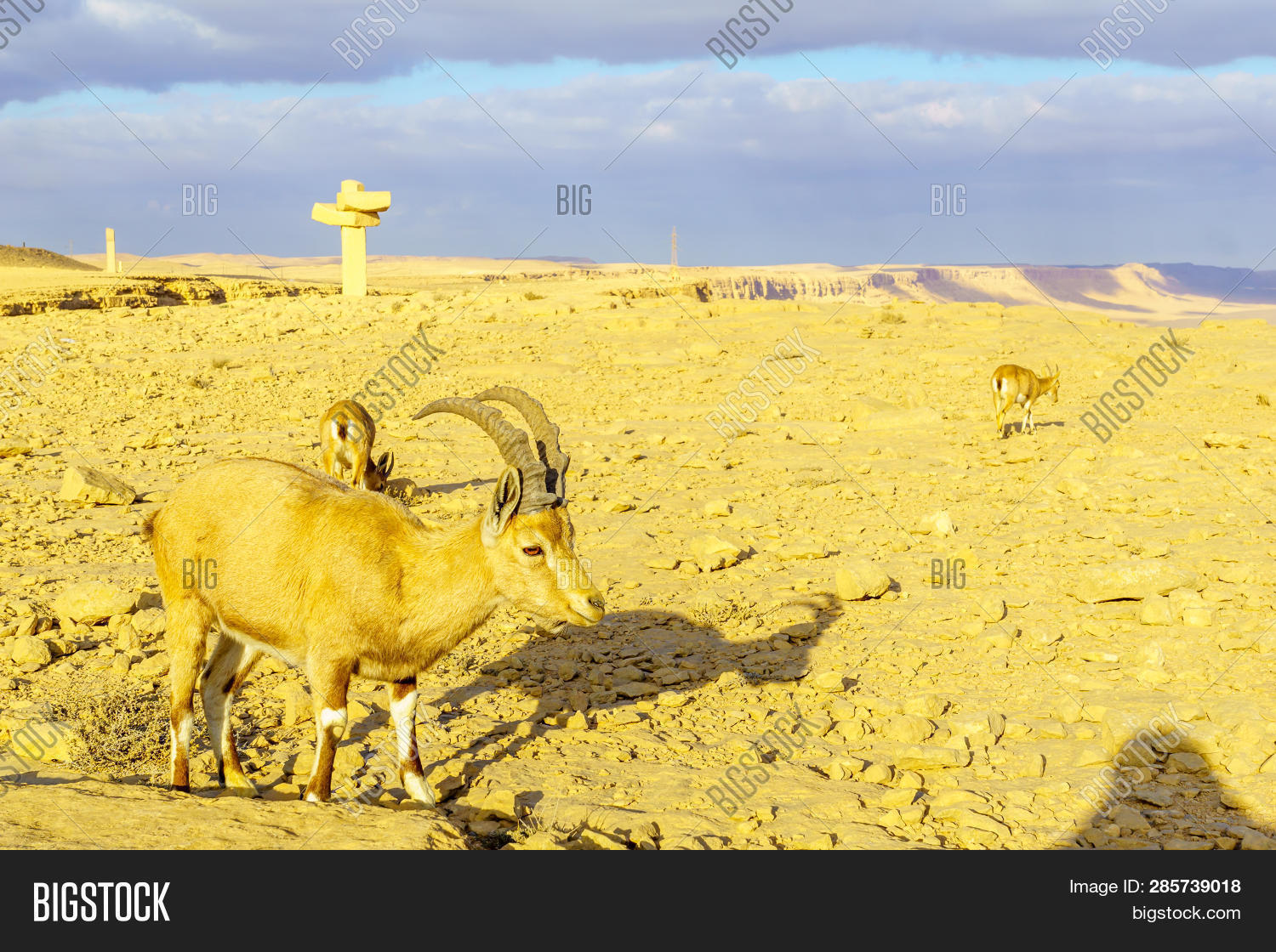 Nubian Ibex Landscape Image & Photo (Free Trial) | Bigstock