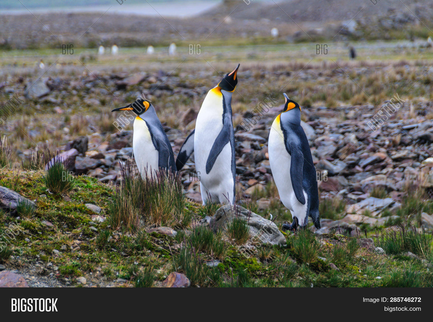Three King Penguins - Image & Photo (Free Trial) | Bigstock