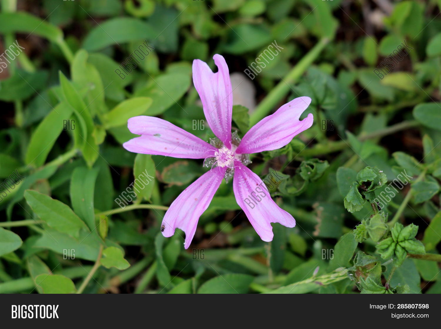 Single Common Mallow Image & Photo (Free Trial) | Bigstock