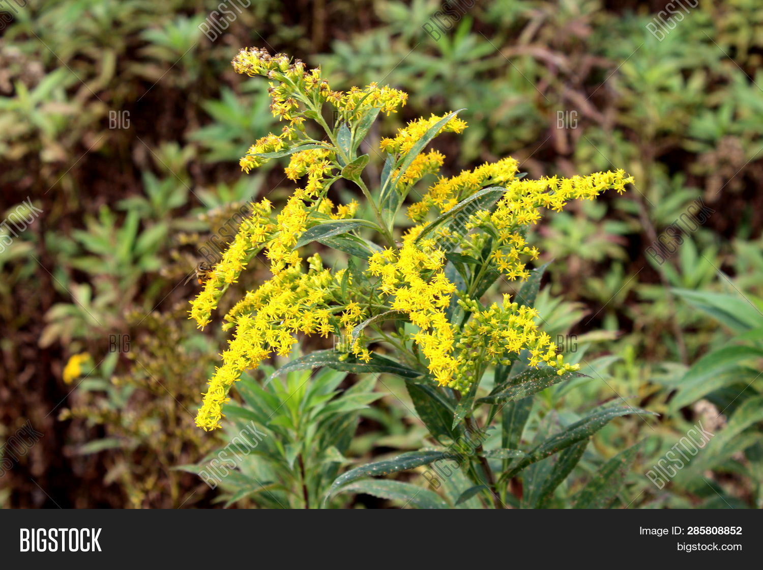 Solidago Virgaurea Image & Photo (Free Trial) | Bigstock