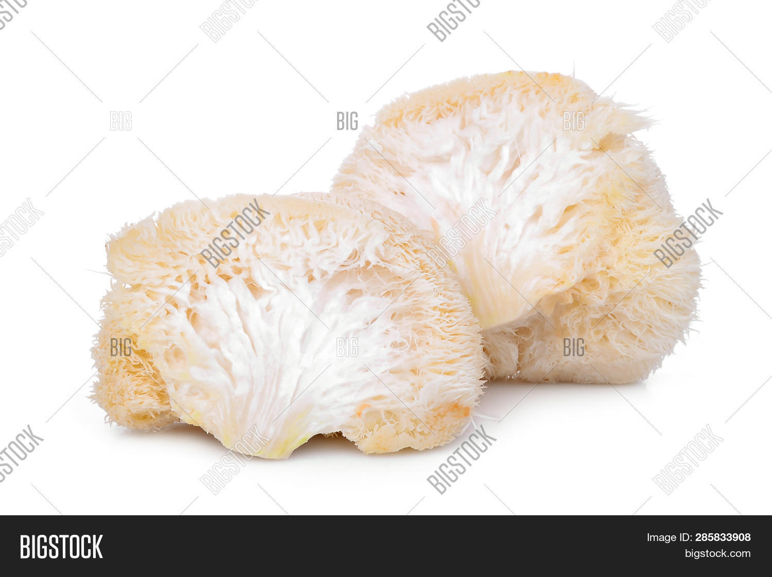 Mokey Head Mushroom , Image & Photo (Free Trial) | Bigstock