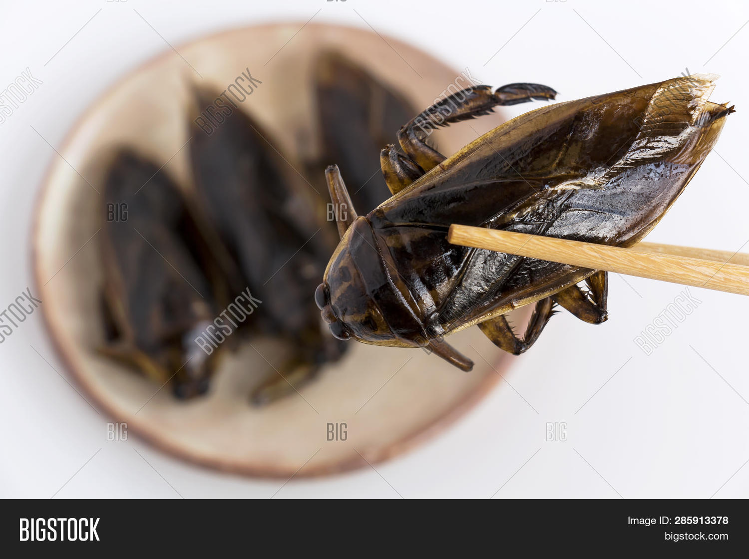 Giant Water Bug Edible Image & Photo (Free Trial) | Bigstock