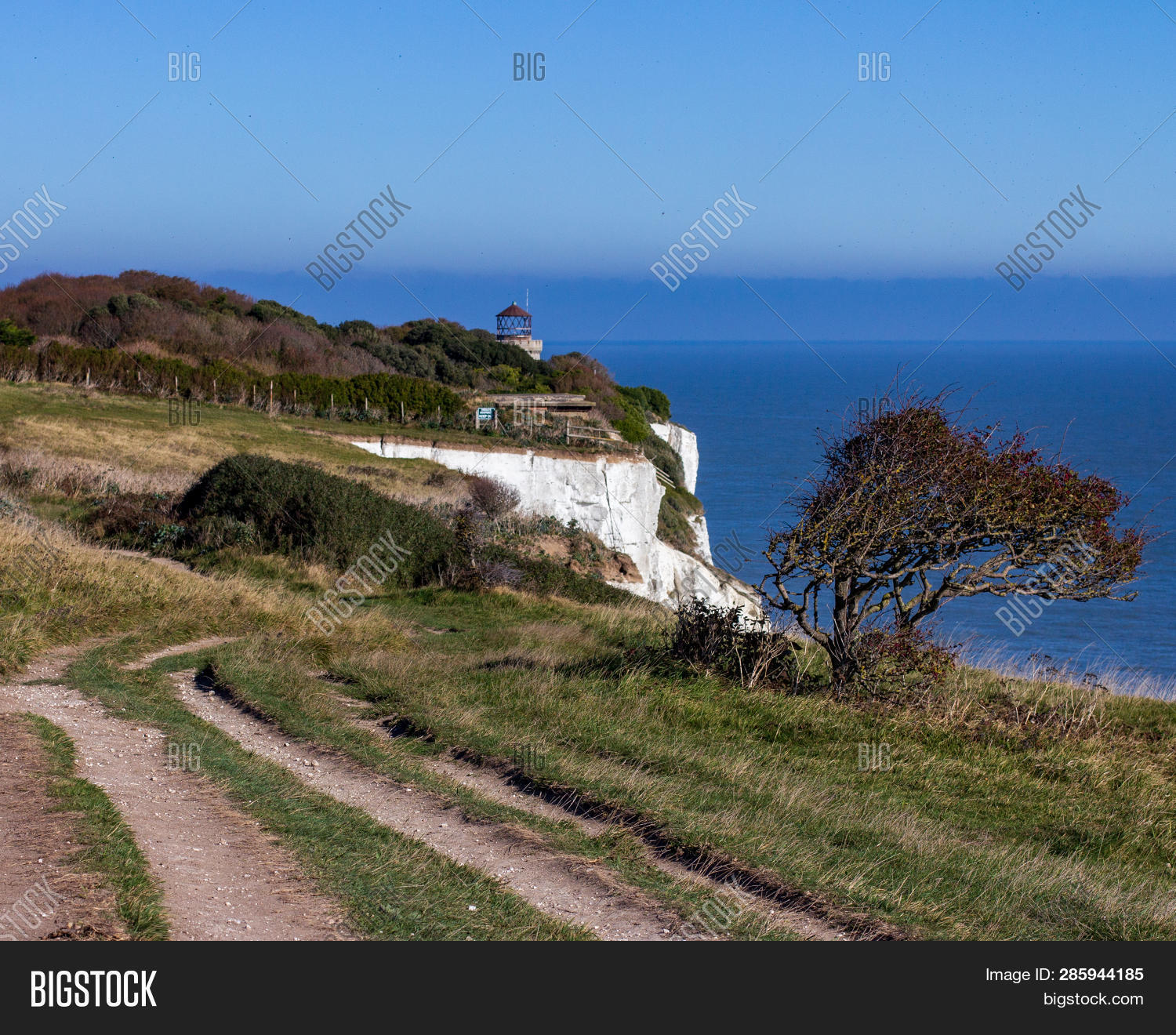 Windswept Tree Edge Image & Photo (Free Trial) | Bigstock