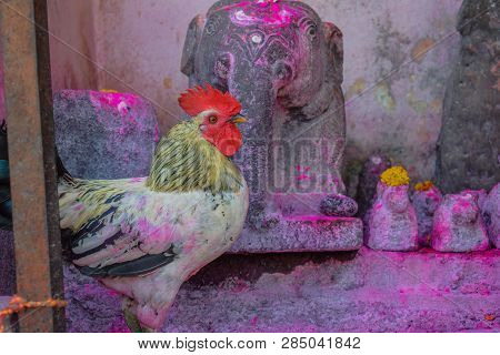 Picture Chicken Image & Photo (Free Trial) | Bigstock