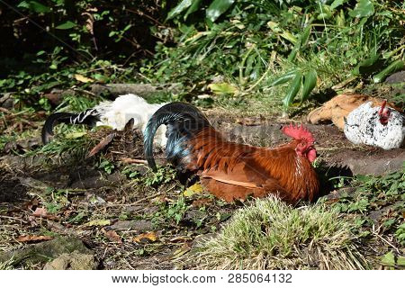 Wild Group Chickens Image & Photo (Free Trial) | Bigstock