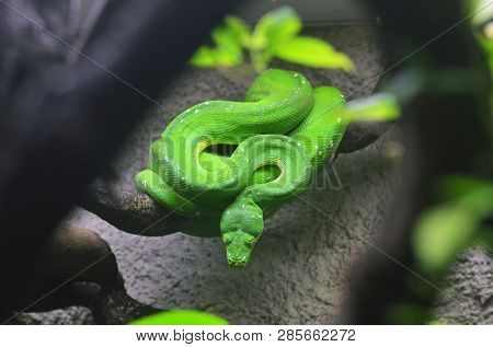 Green Python His Image & Photo (Free Trial) | Bigstock