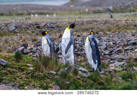 Three King Penguins - Image & Photo (Free Trial) | Bigstock