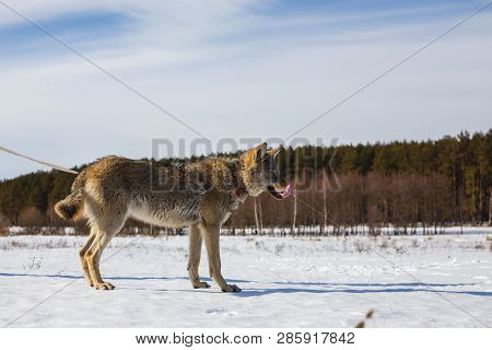 Alpha Wolf Images, Illustrations & Vectors (Free) - Bigstock