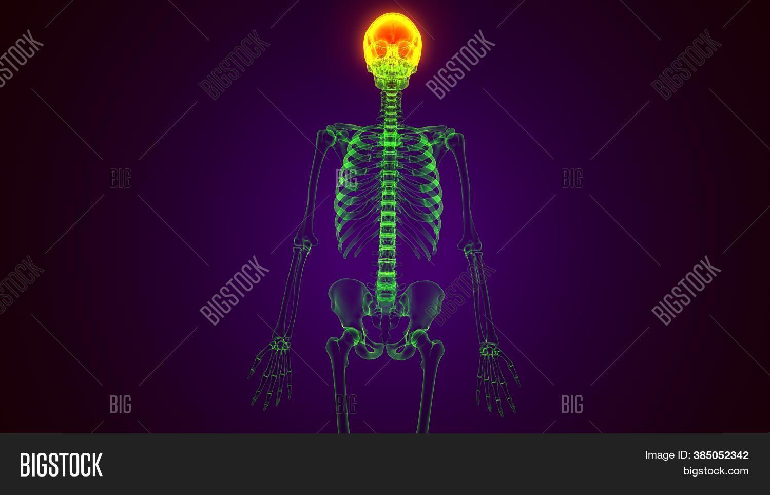Interactive Skull Anatomy