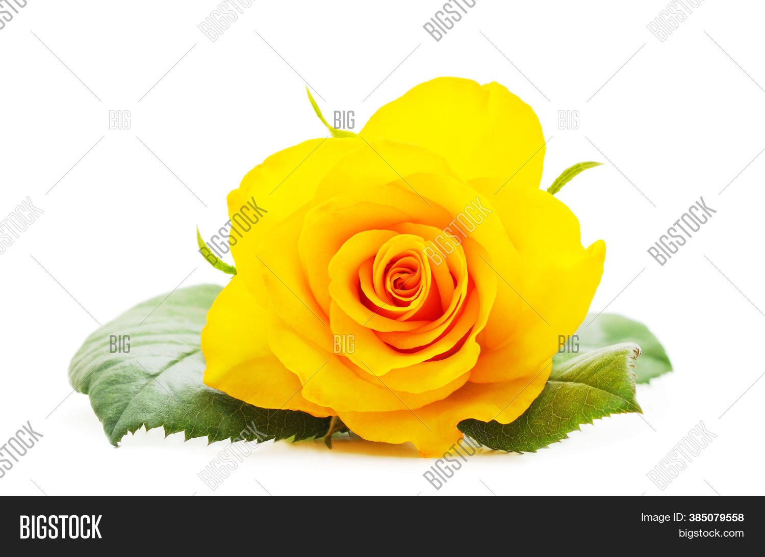 Yellow Rose Flower On Image & Photo (Free Trial) | Bigstock
