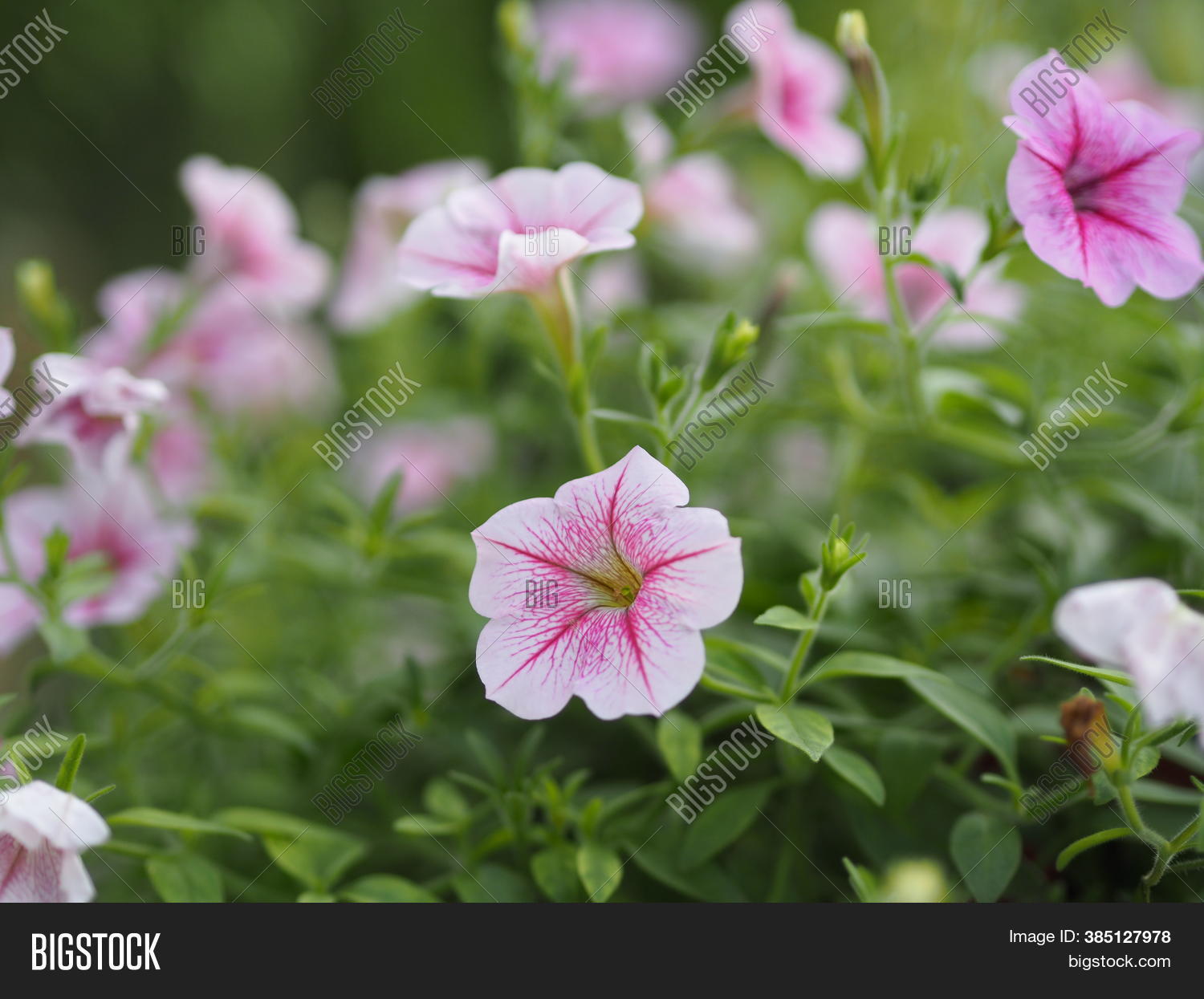 Wave Pink Cascade Image & Photo (Free Trial) | Bigstock