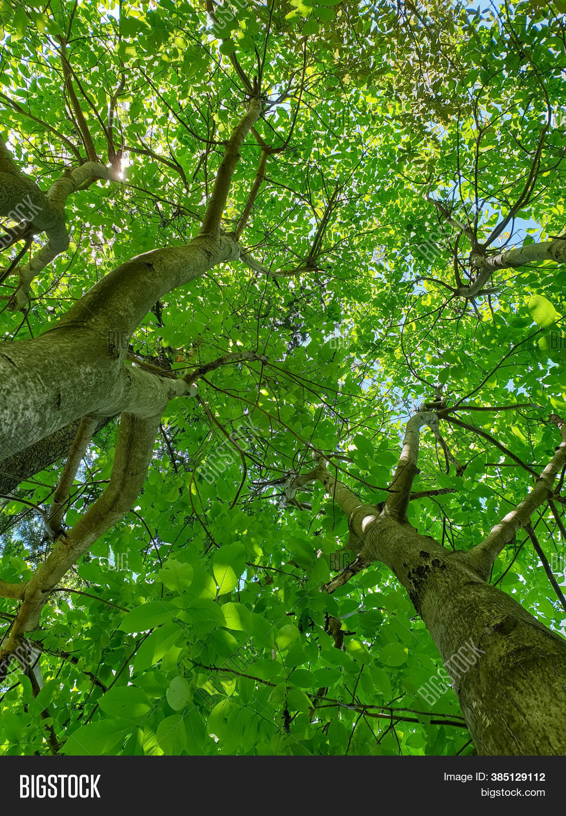 Tree Looking View, Image & Photo (Free Trial) | Bigstock