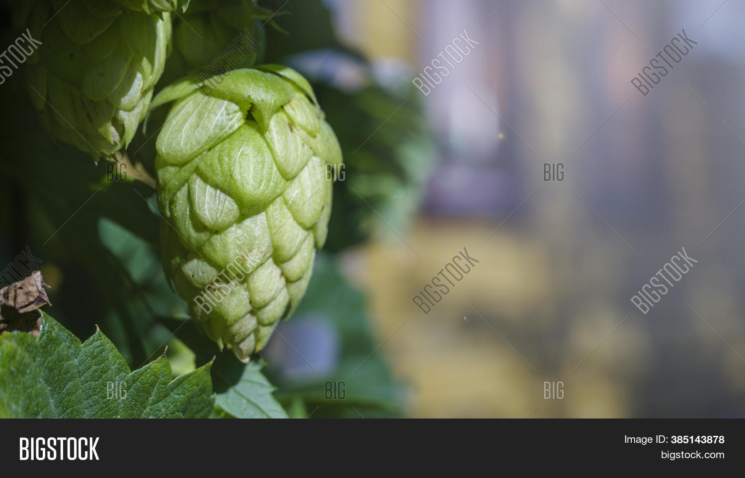 Ripe Hop Cones Hop Image & Photo (Free Trial) | Bigstock
