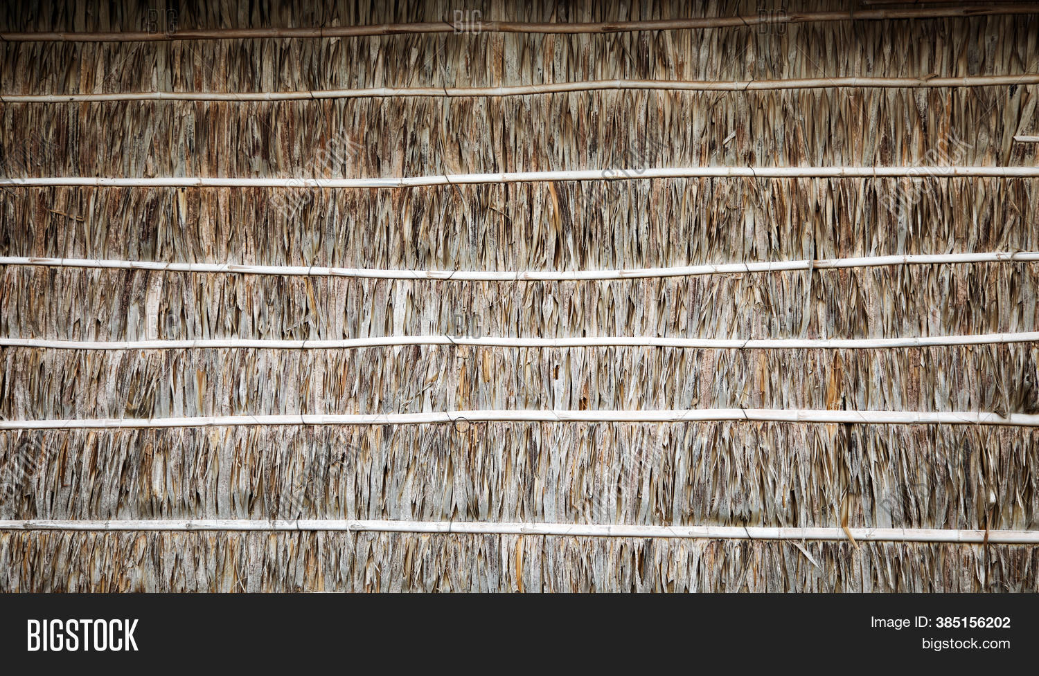 Coconut Tree Leaves Texture