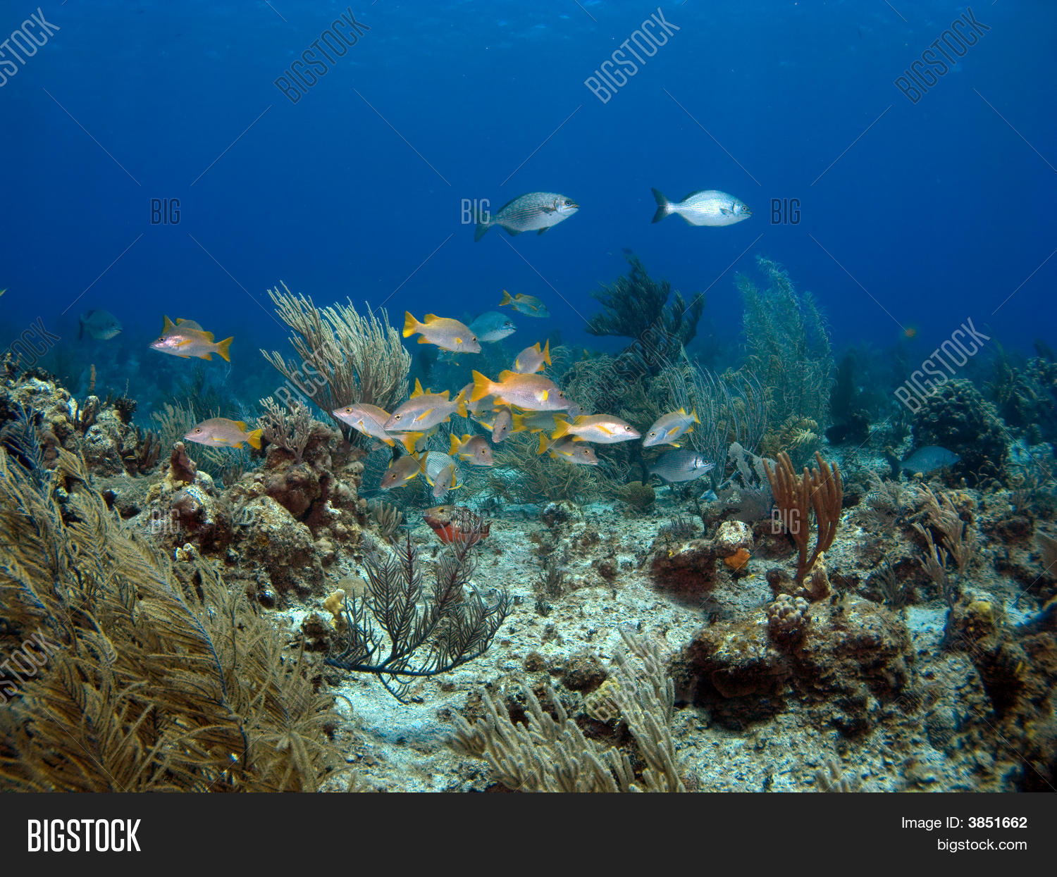 Colorful School Fish Image & Photo (Free Trial) | Bigstock