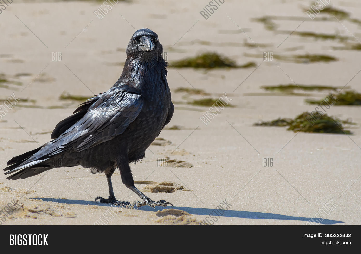 Single Adult Raven ( Image & Photo (Free Trial) | Bigstock