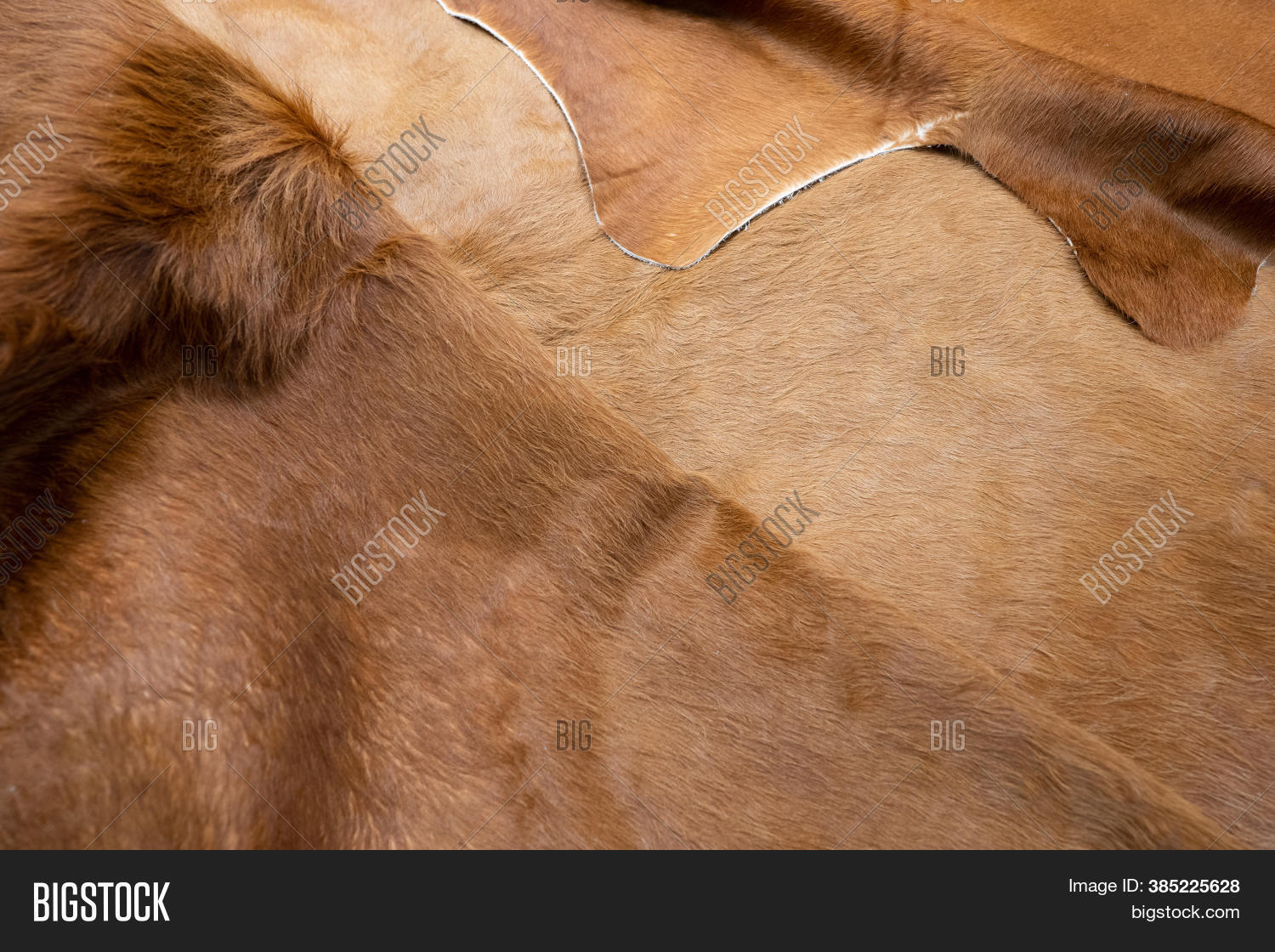 Animal Hair Fur Cow Image & Photo (Free Trial) | Bigstock