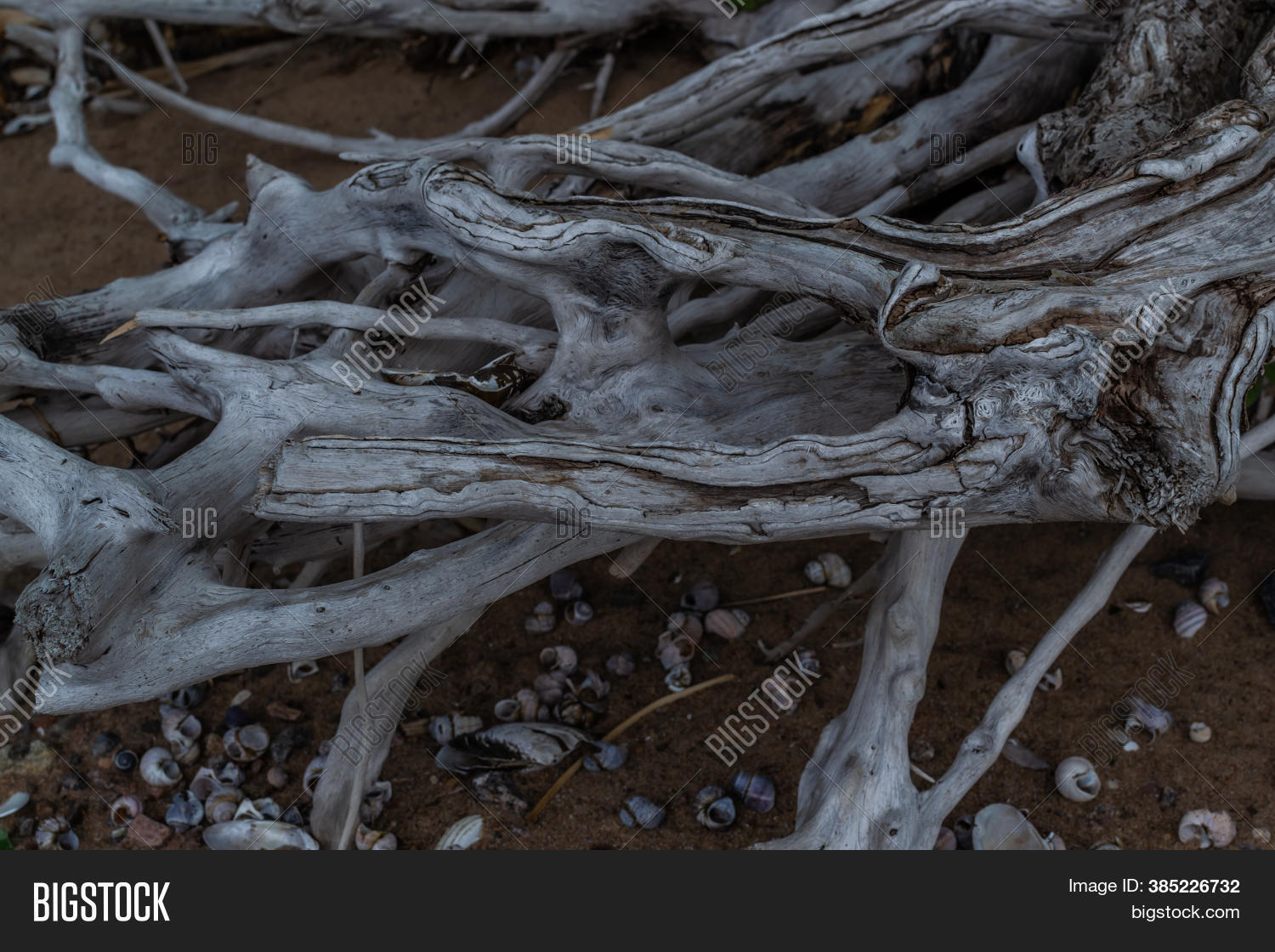 White Gray Dry Image & Photo (Free Trial) | Bigstock