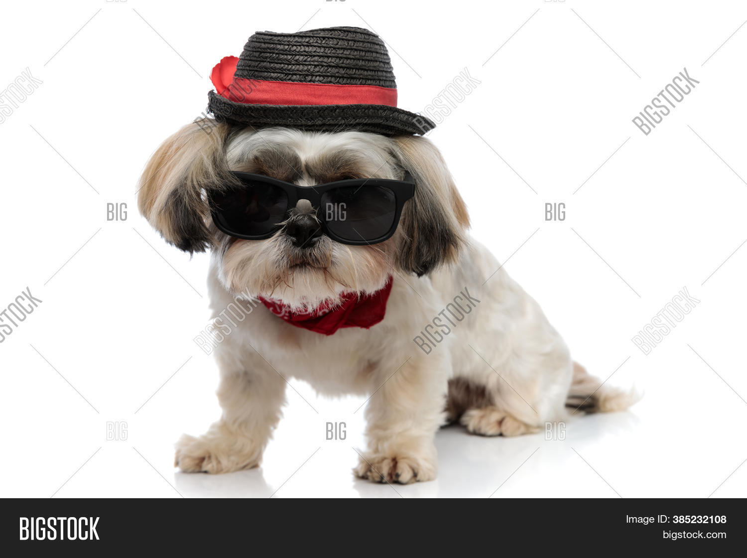 Angry Shih Tzu Puppy Image & Photo (Free Trial) | Bigstock