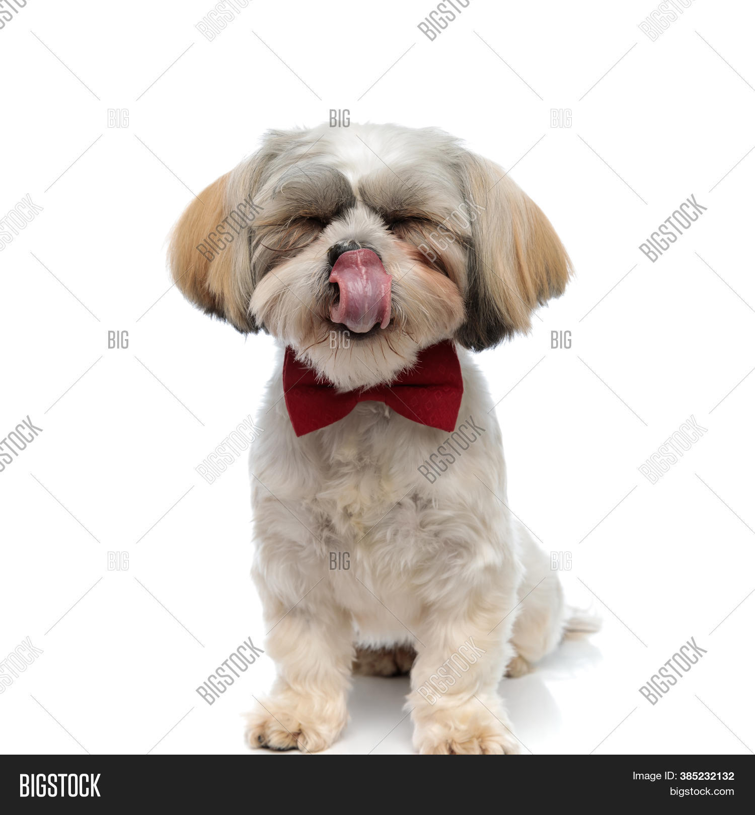 Dreaming Shih Tzu Image & Photo (Free Trial) | Bigstock