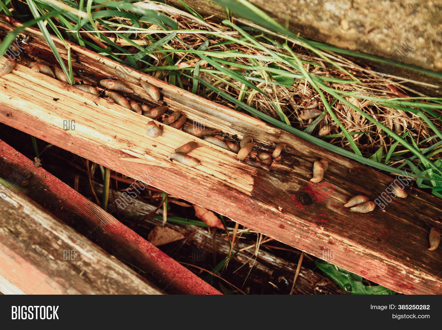 Slugs On Wooden Boards Image & Photo (Free Trial) | Bigstock