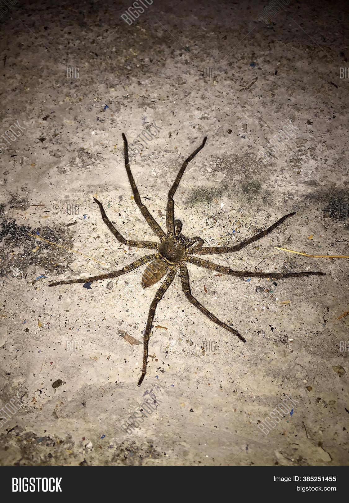 Big Spider On Concrete Image & Photo (Free Trial) | Bigstock