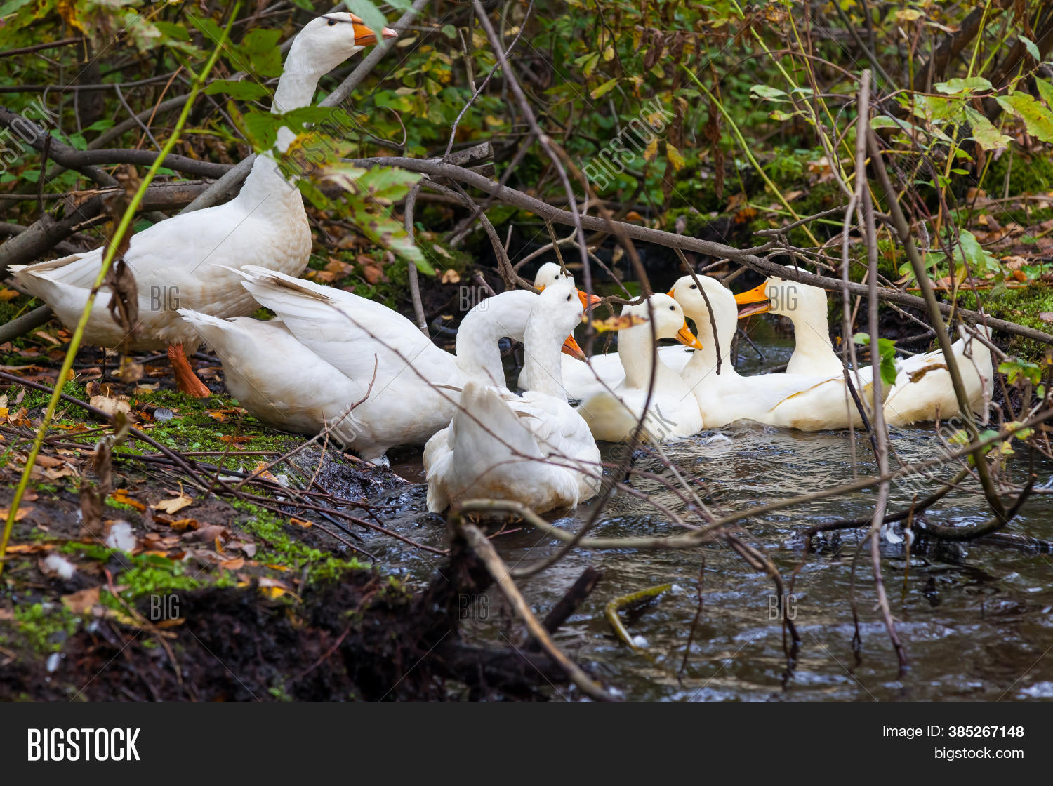 Geese Ducks White Image & Photo (Free Trial) | Bigstock