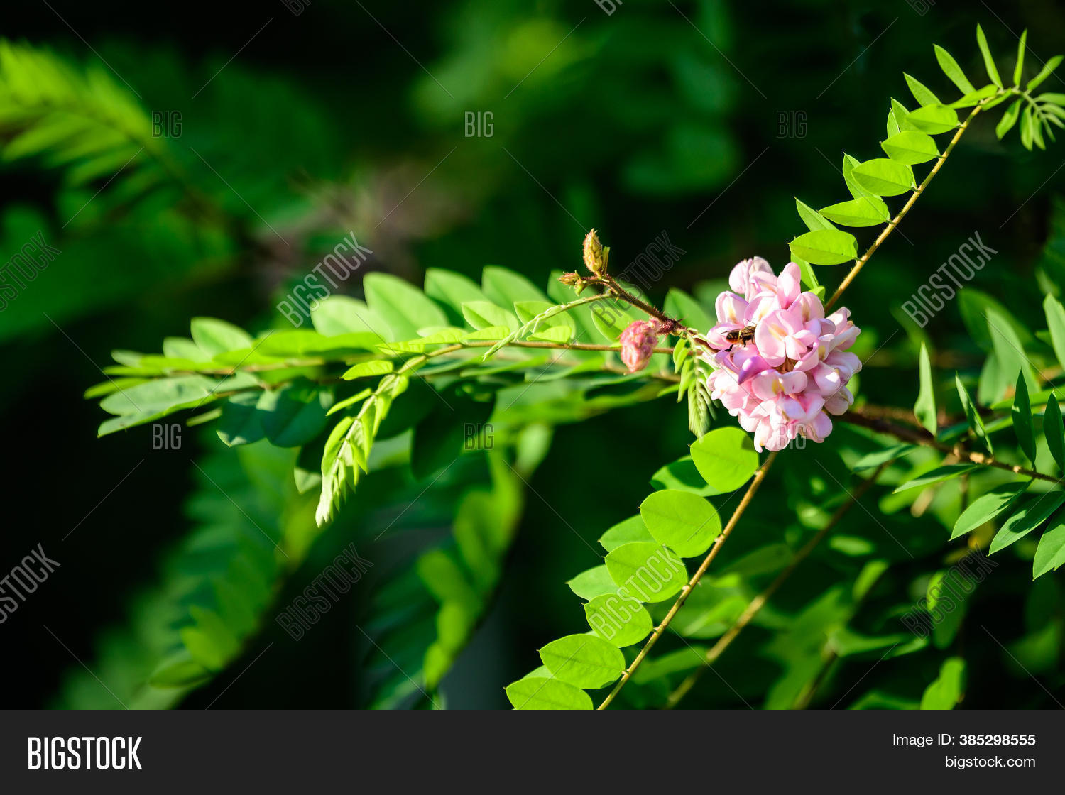 Pink Flowers Robinia Image & Photo (Free Trial) | Bigstock