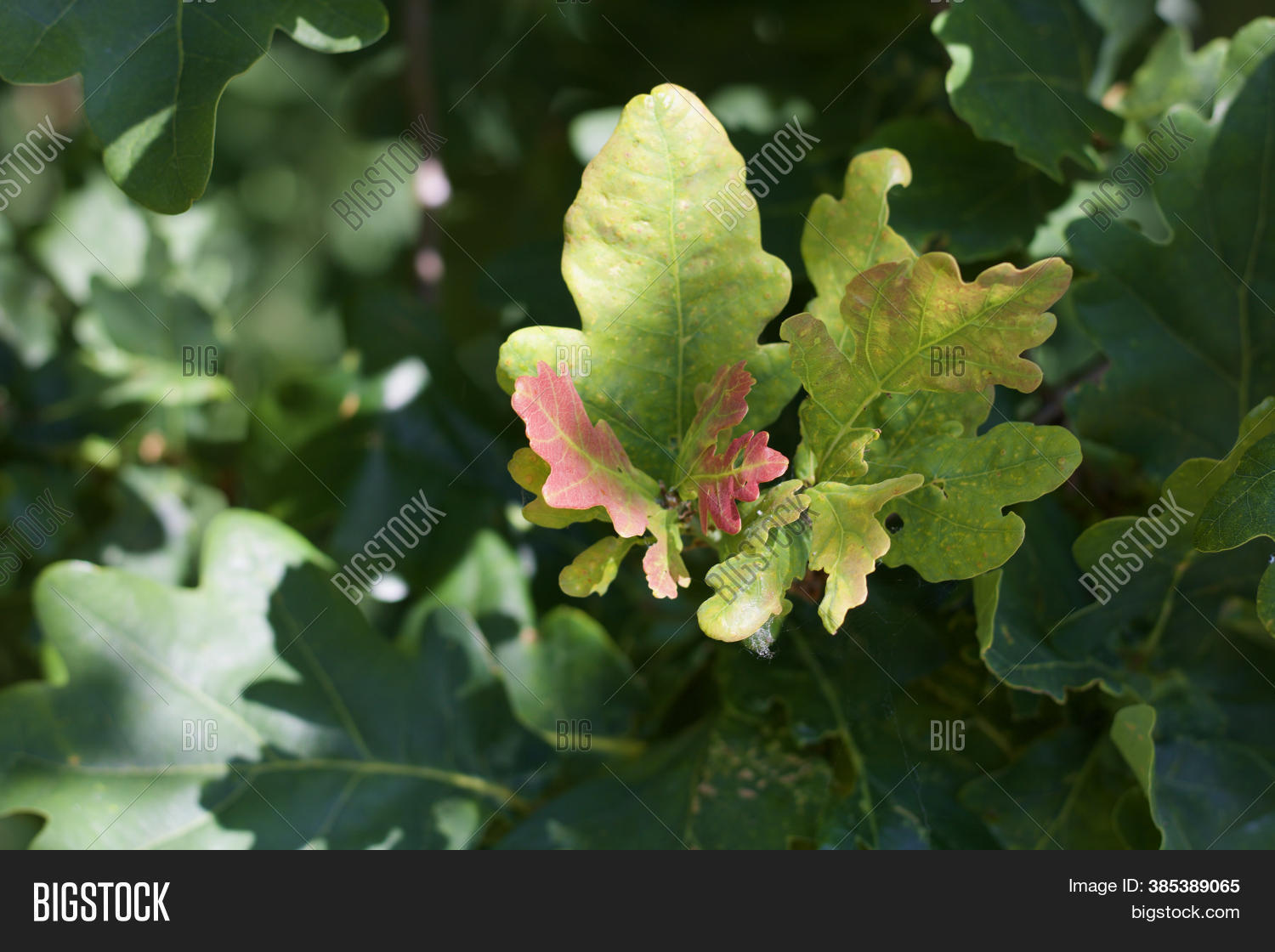 Beautiful Oak Tree Image & Photo (Free Trial) | Bigstock