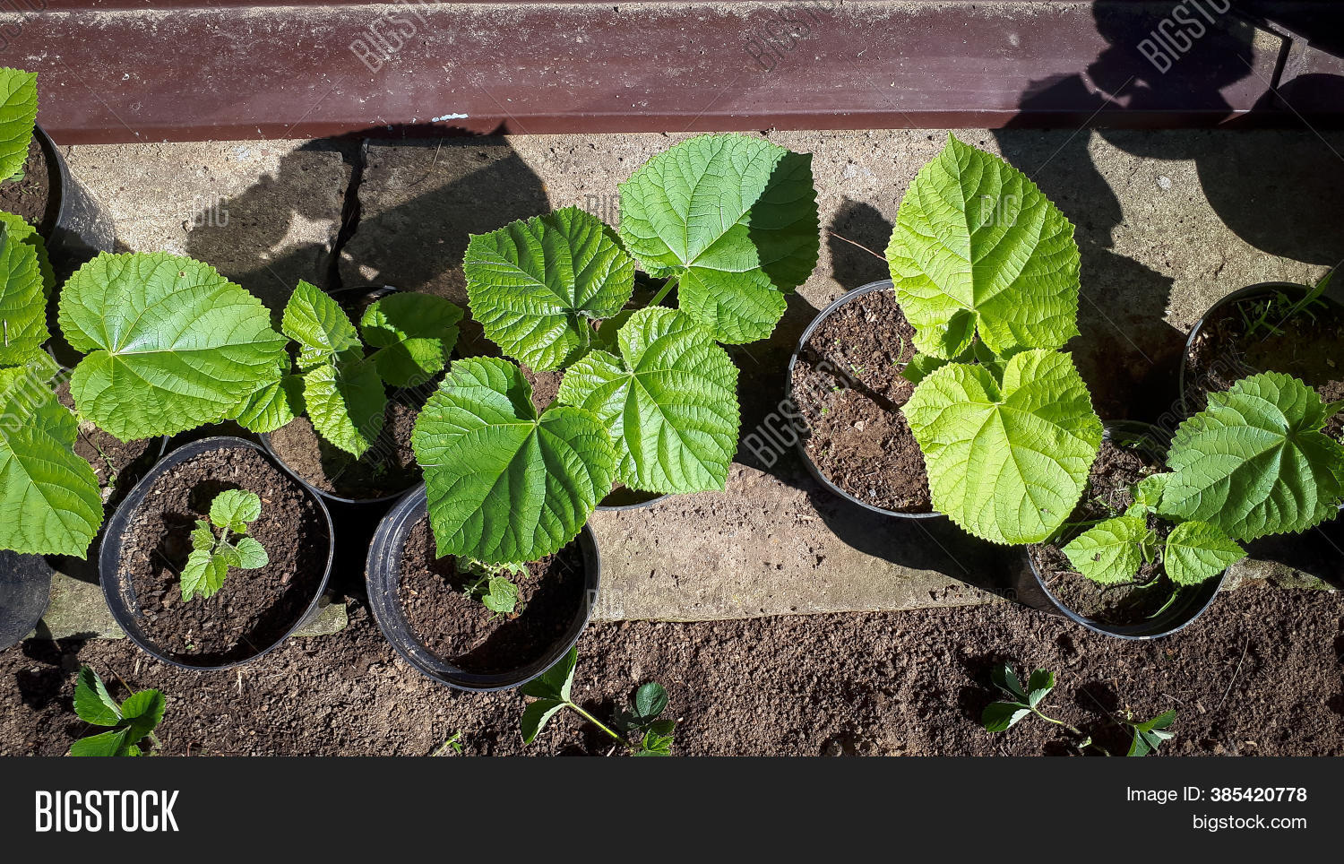 Young Green Paulownia Image & Photo (Free Trial) | Bigstock