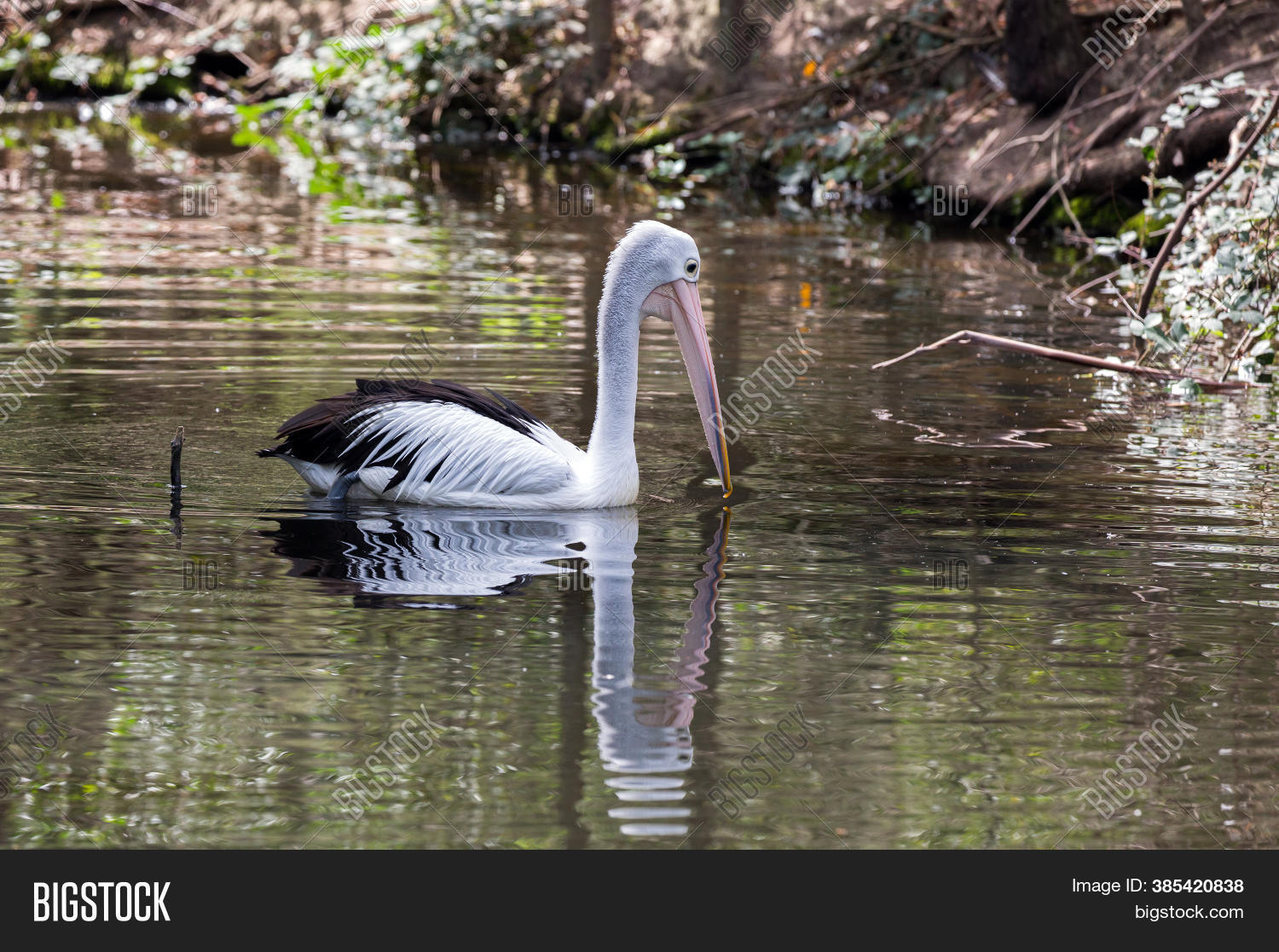 Large Waterfowl Image & Photo (Free Trial) | Bigstock