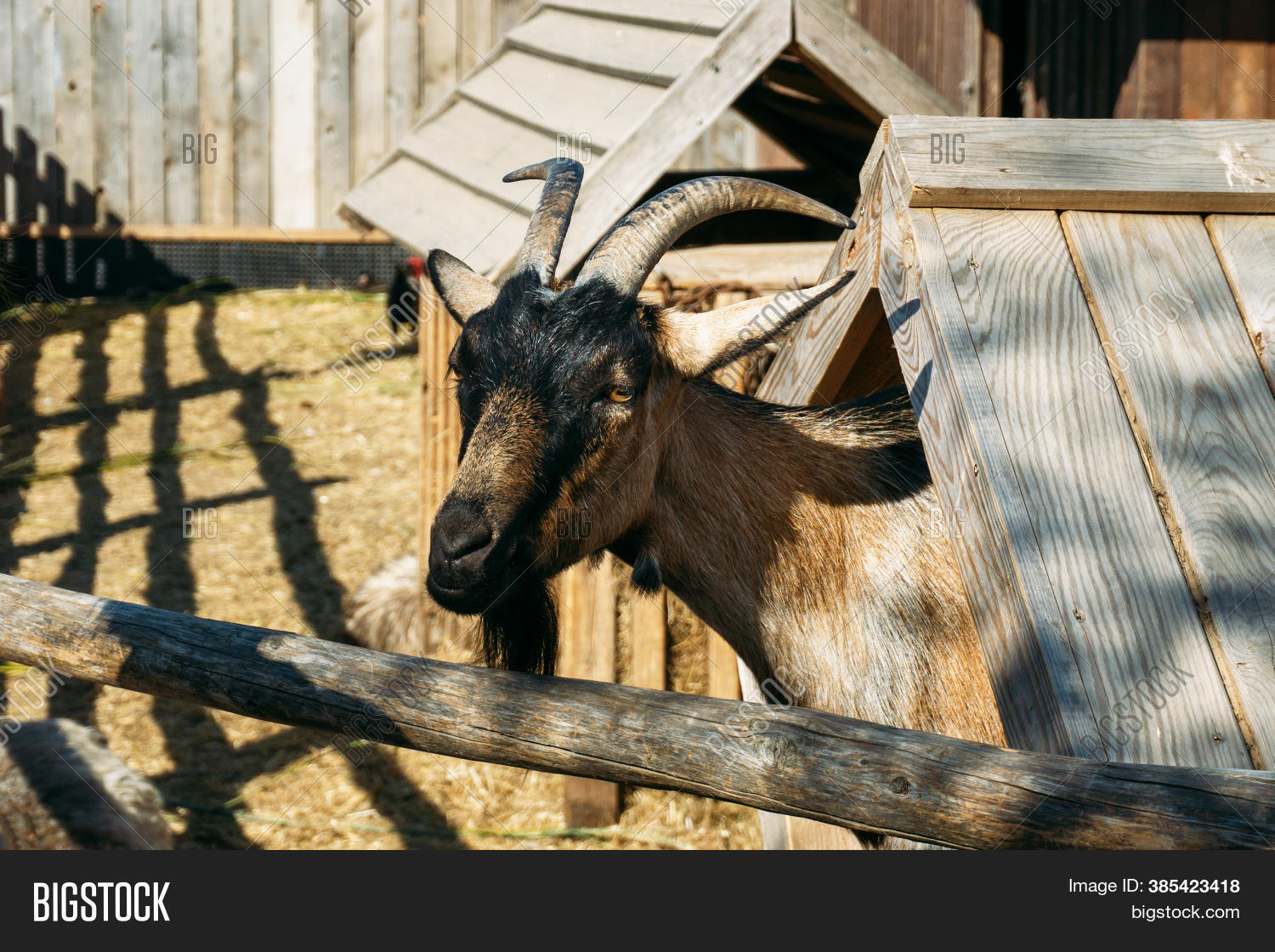Alpine Goat Head. Image & Photo (Free Trial) | Bigstock