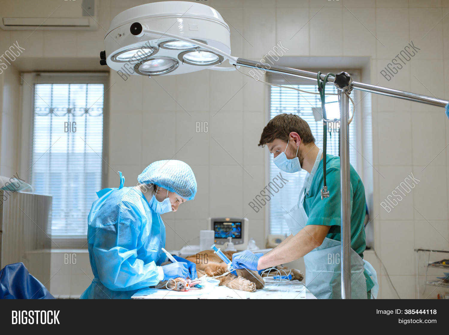 Veterinary Dentistry. Image & Photo (Free Trial) | Bigstock