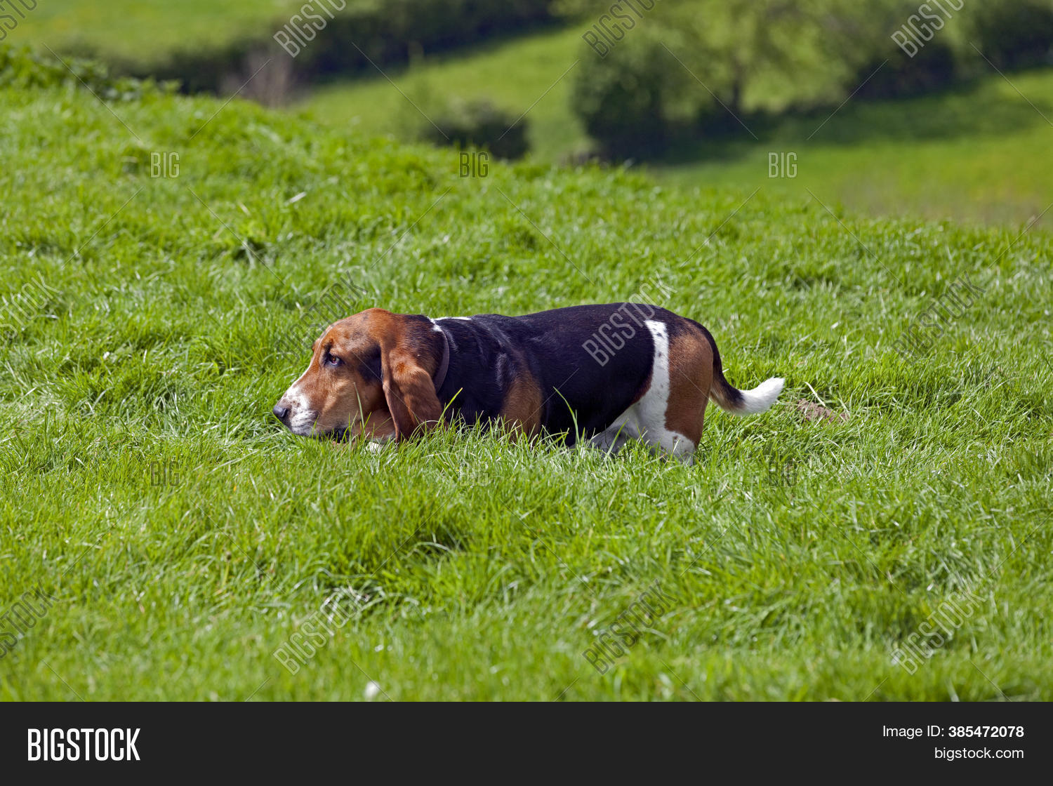 Basset Hound Explores Image & Photo (Free Trial) | Bigstock