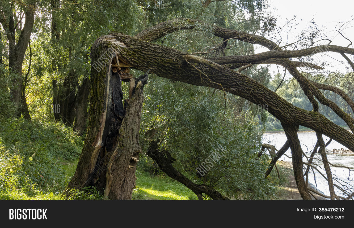 Large Fallen Tree Image & Photo (Free Trial) | Bigstock