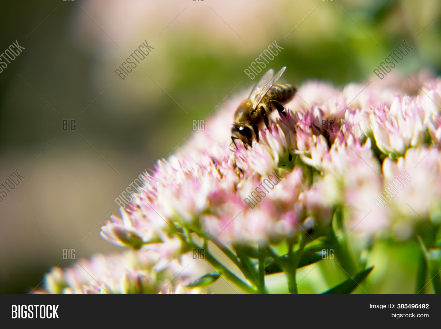 Wild Bee On Flower Image & Photo (Free Trial) | Bigstock