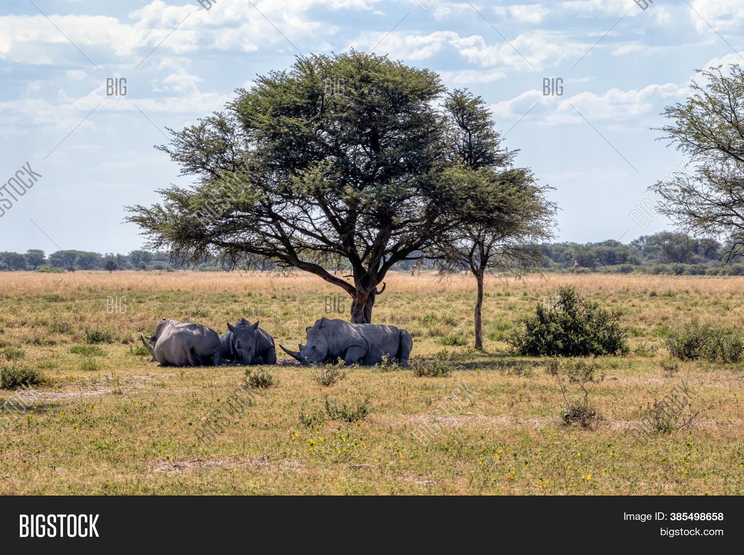 Heard Rhino Under Tree Image & Photo (Free Trial) | Bigstock