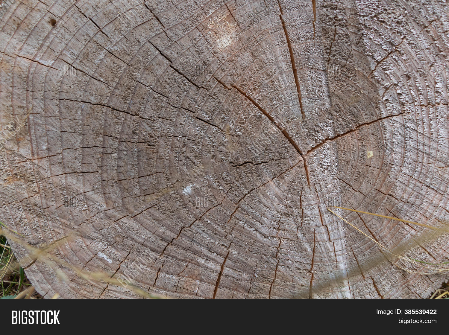 Close Wooden Tree Cut Image & Photo (Free Trial) | Bigstock