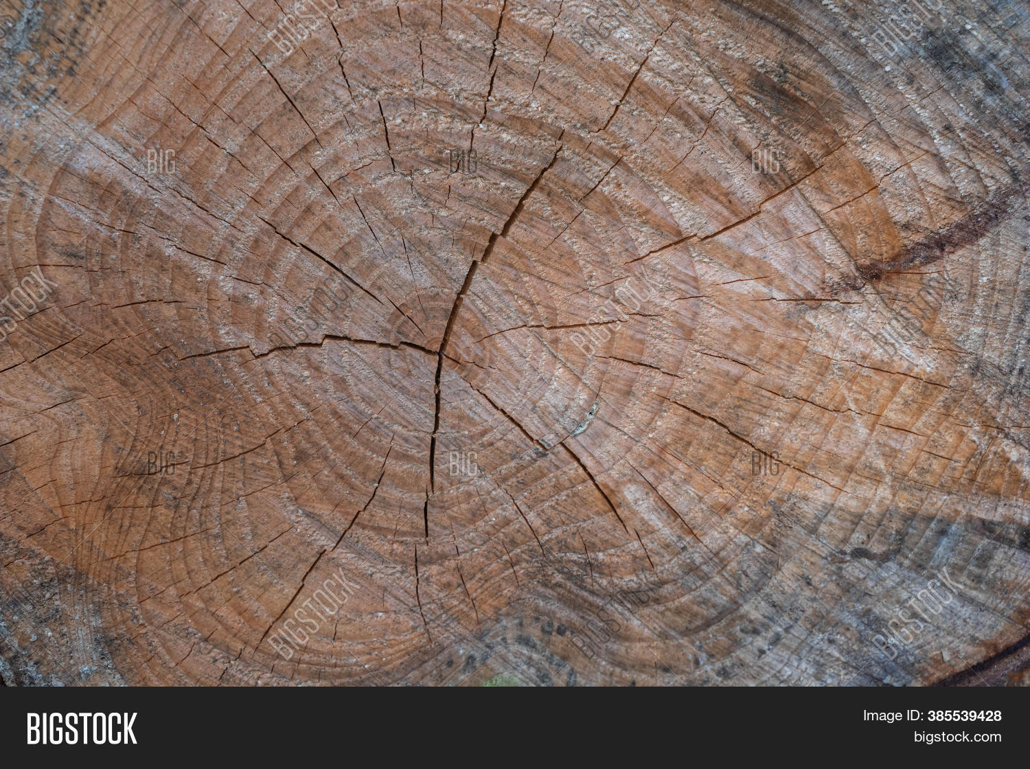 Close Wooden Tree Cut Image & Photo (Free Trial) | Bigstock
