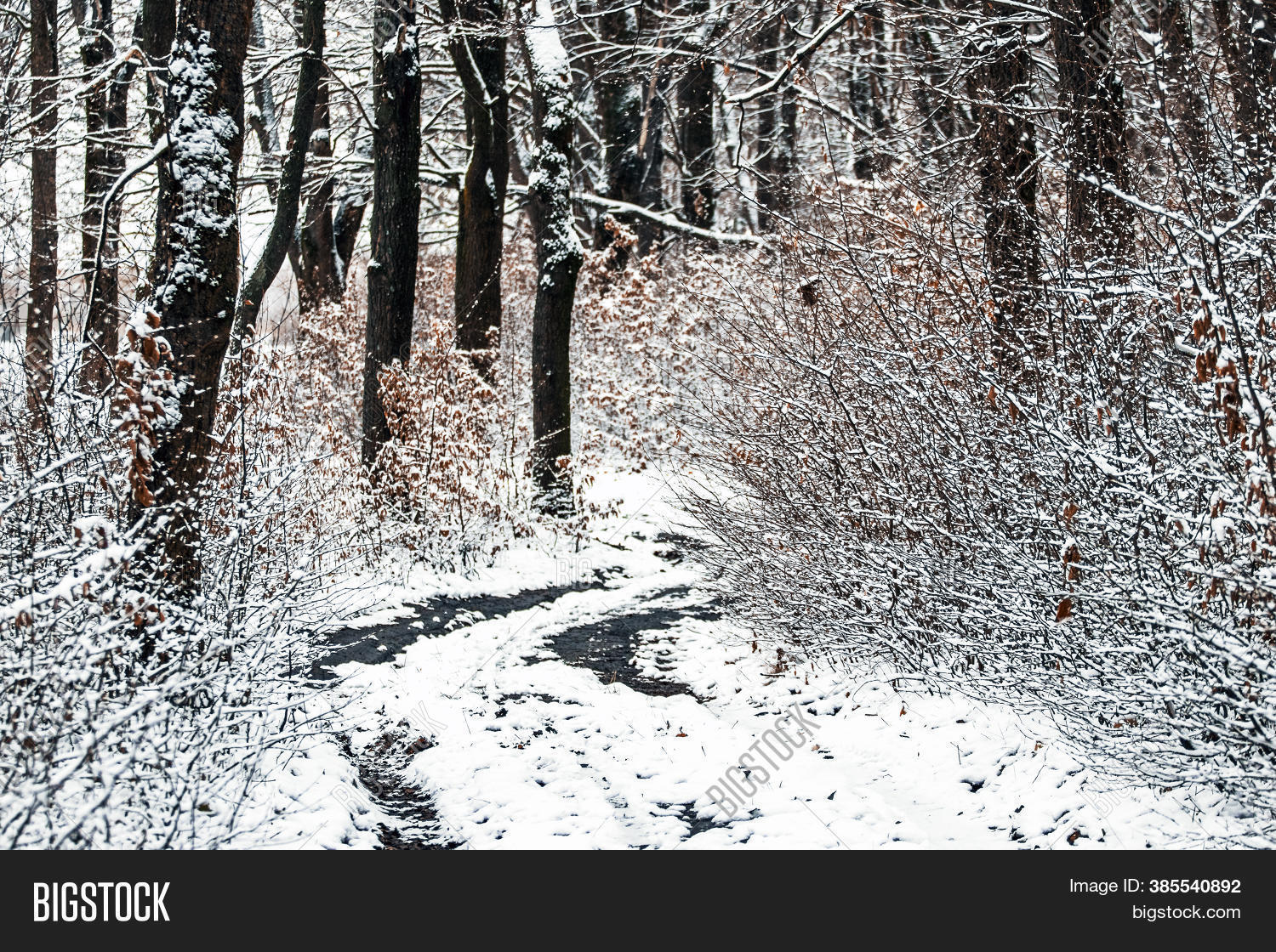 Winter Forest Road Image & Photo (Free Trial) | Bigstock