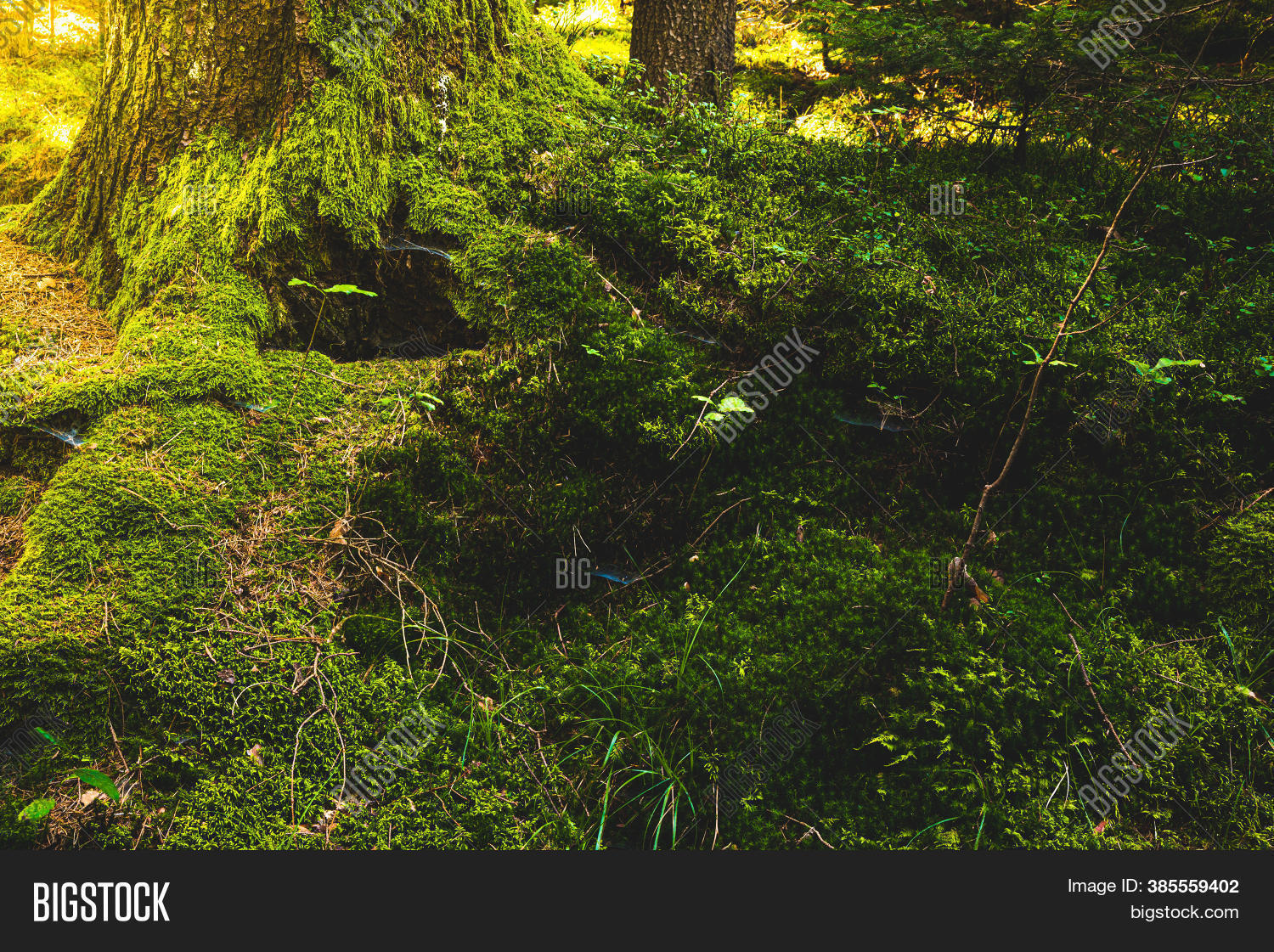 Beautiful Green Moss Image & Photo (Free Trial) | Bigstock