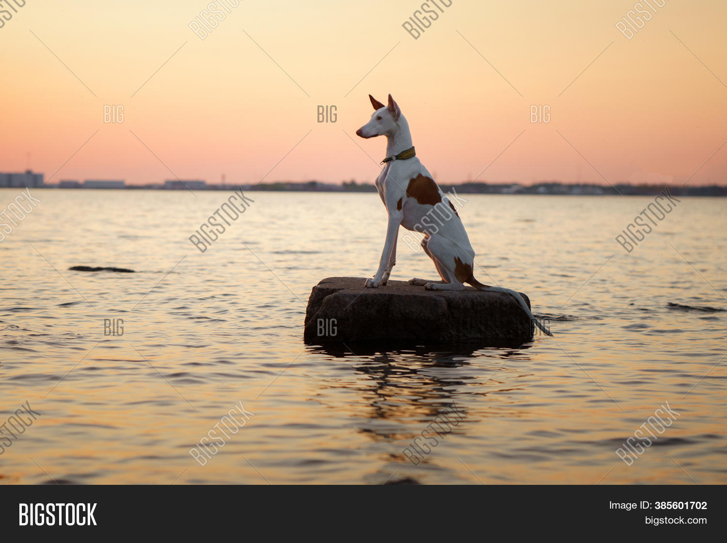 Dog Sunset By Sea. Image & Photo (Free Trial) | Bigstock
